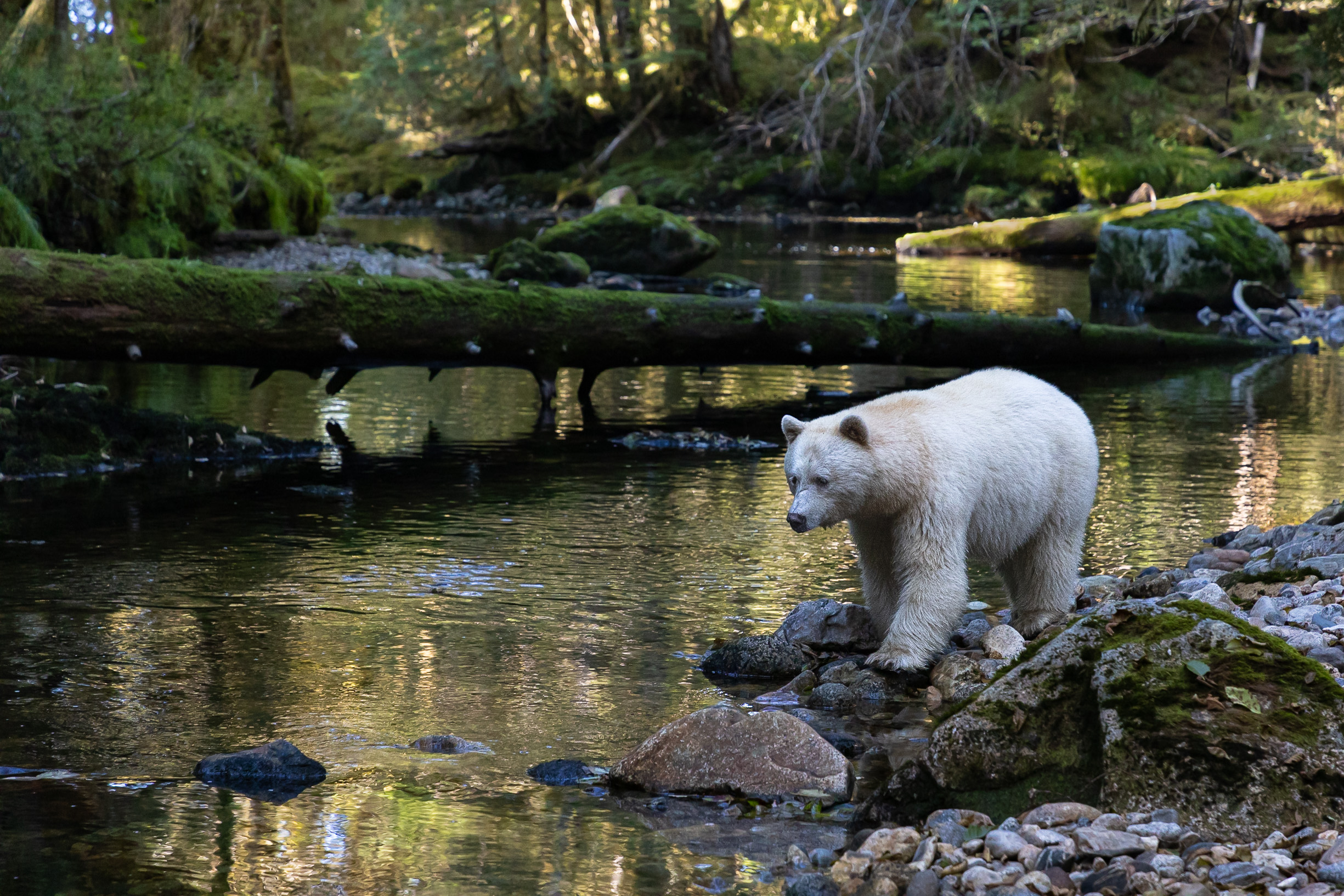 Spirit Bear Tours | Tim Irvin